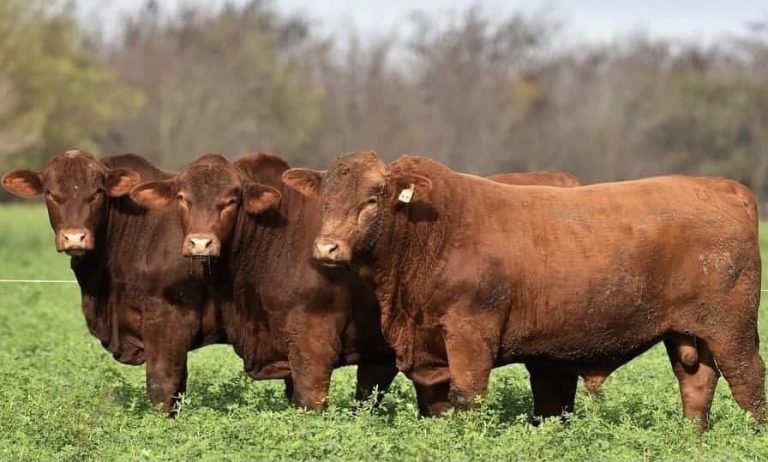 Paratuberculosis: Cómo adquirir un reproductor libre de la enfermedad ...